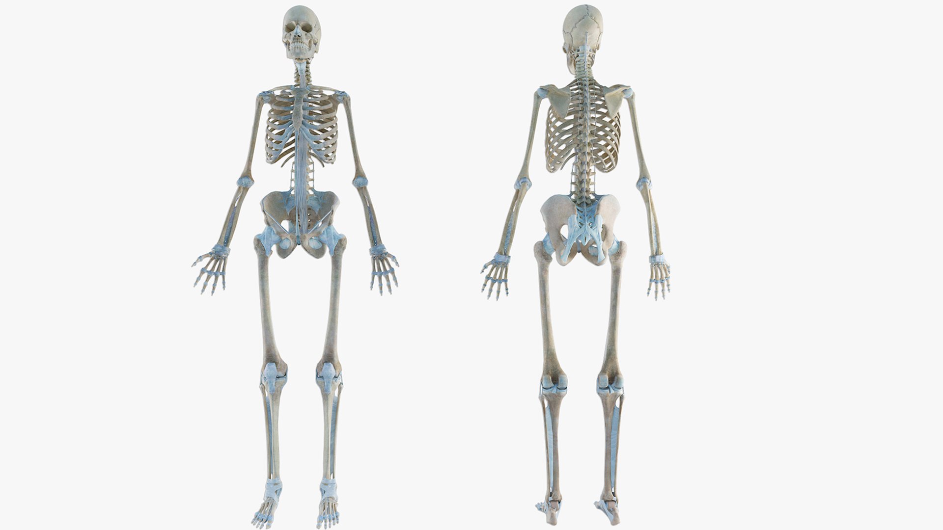 Human Skeleton 3D Model - TurboSquid 1931838
