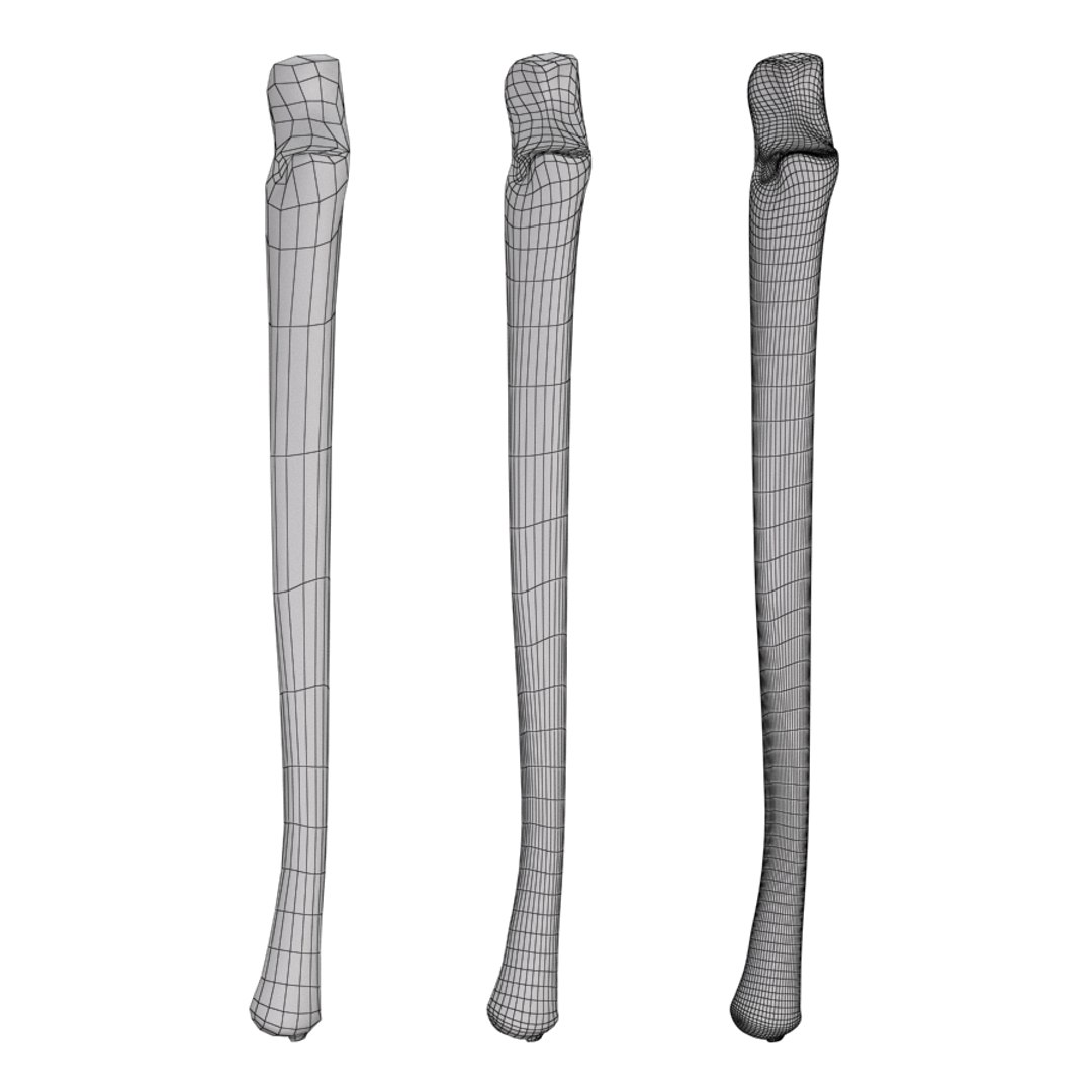 Ulna Bone 3d Max