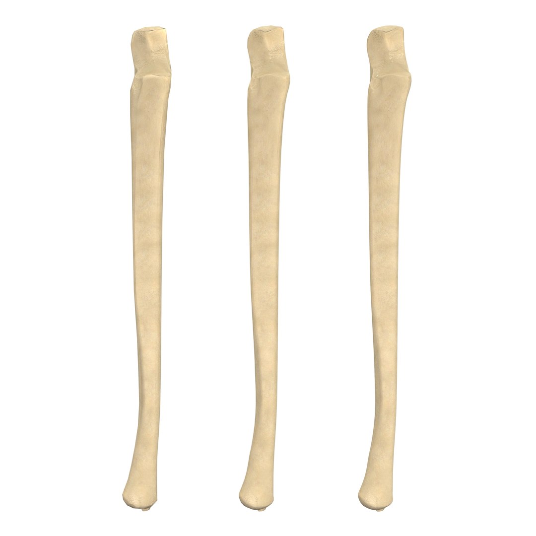 Ulna Bone 3d Max