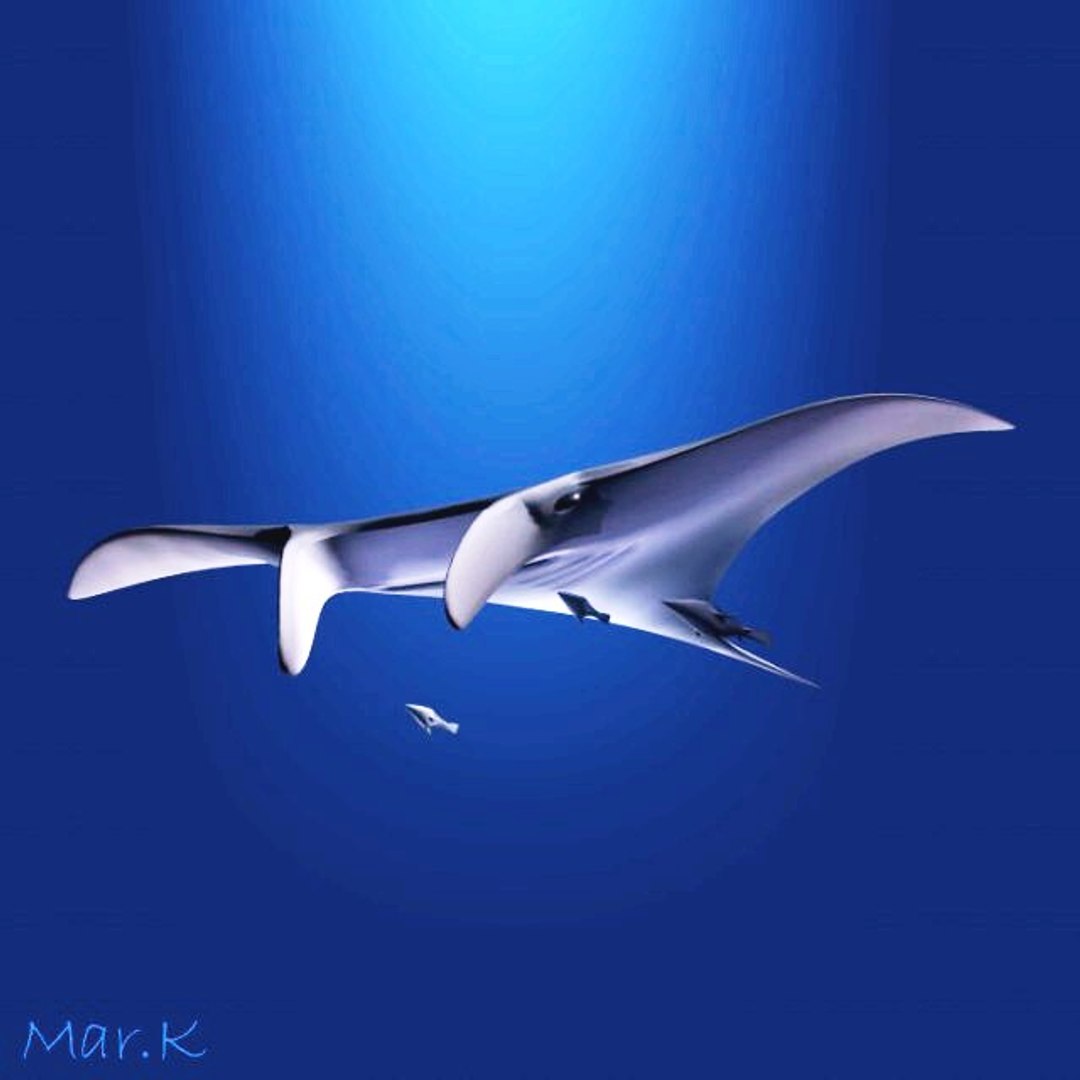 manta 3d model