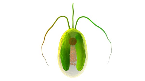 3D Algae Volvox - TurboSquid 1792218