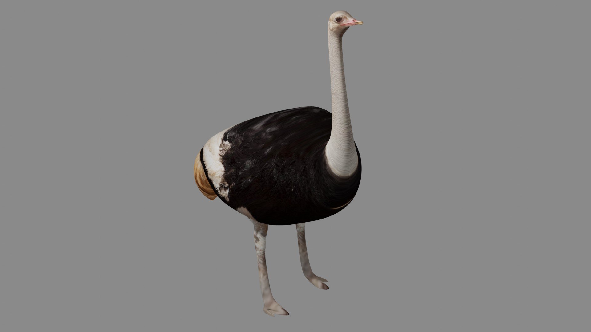 3D Ostrich OBJ - TurboSquid 2162641