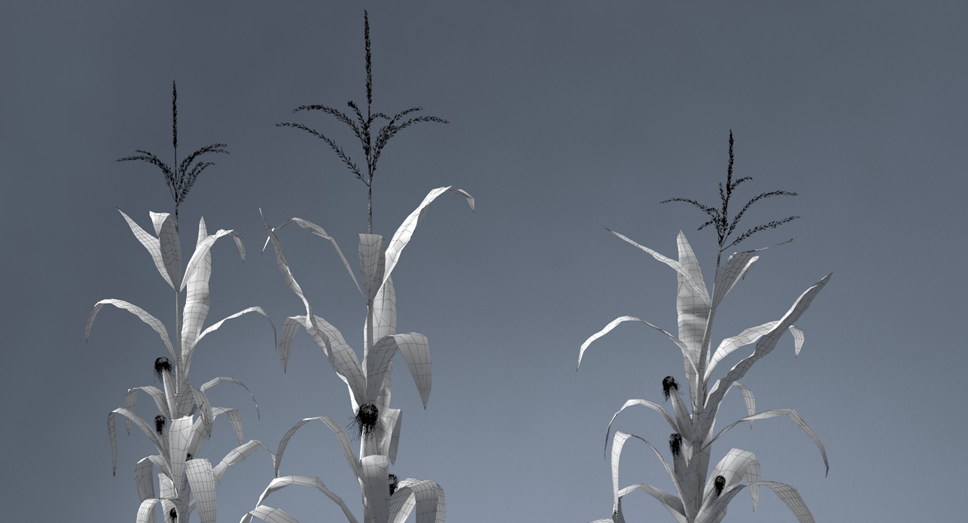 Corn Farm Field 3d Max