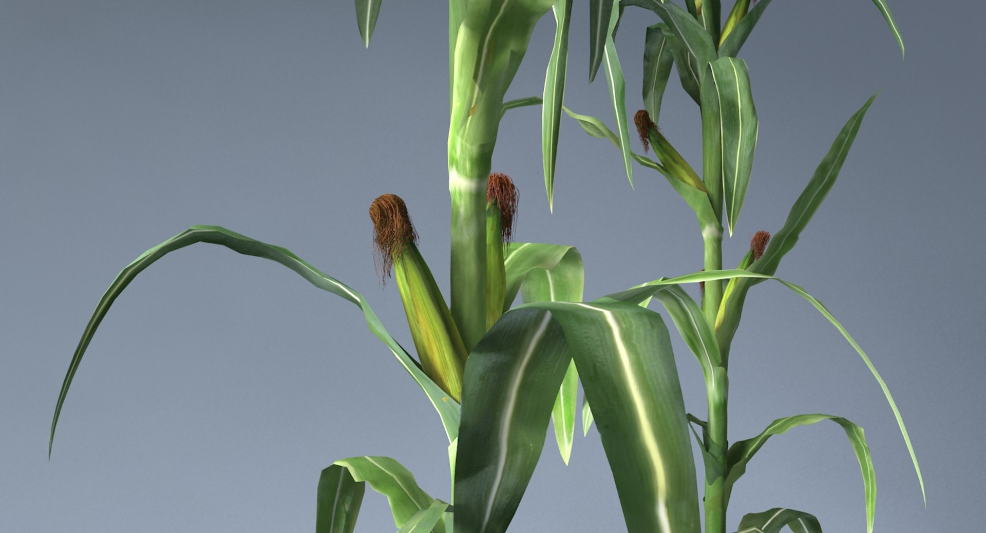 Corn Farm Field 3d Max