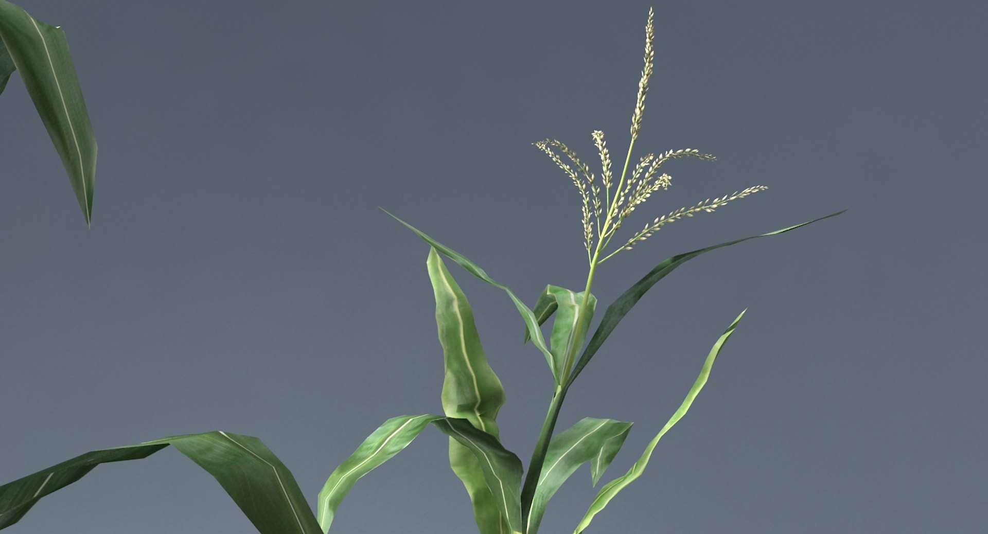 Corn Farm Field 3d Max