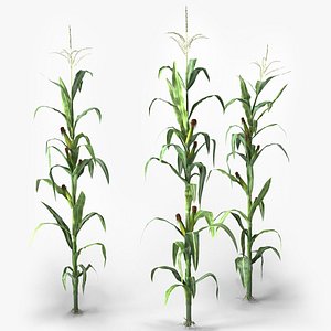Corn Field 3d Model