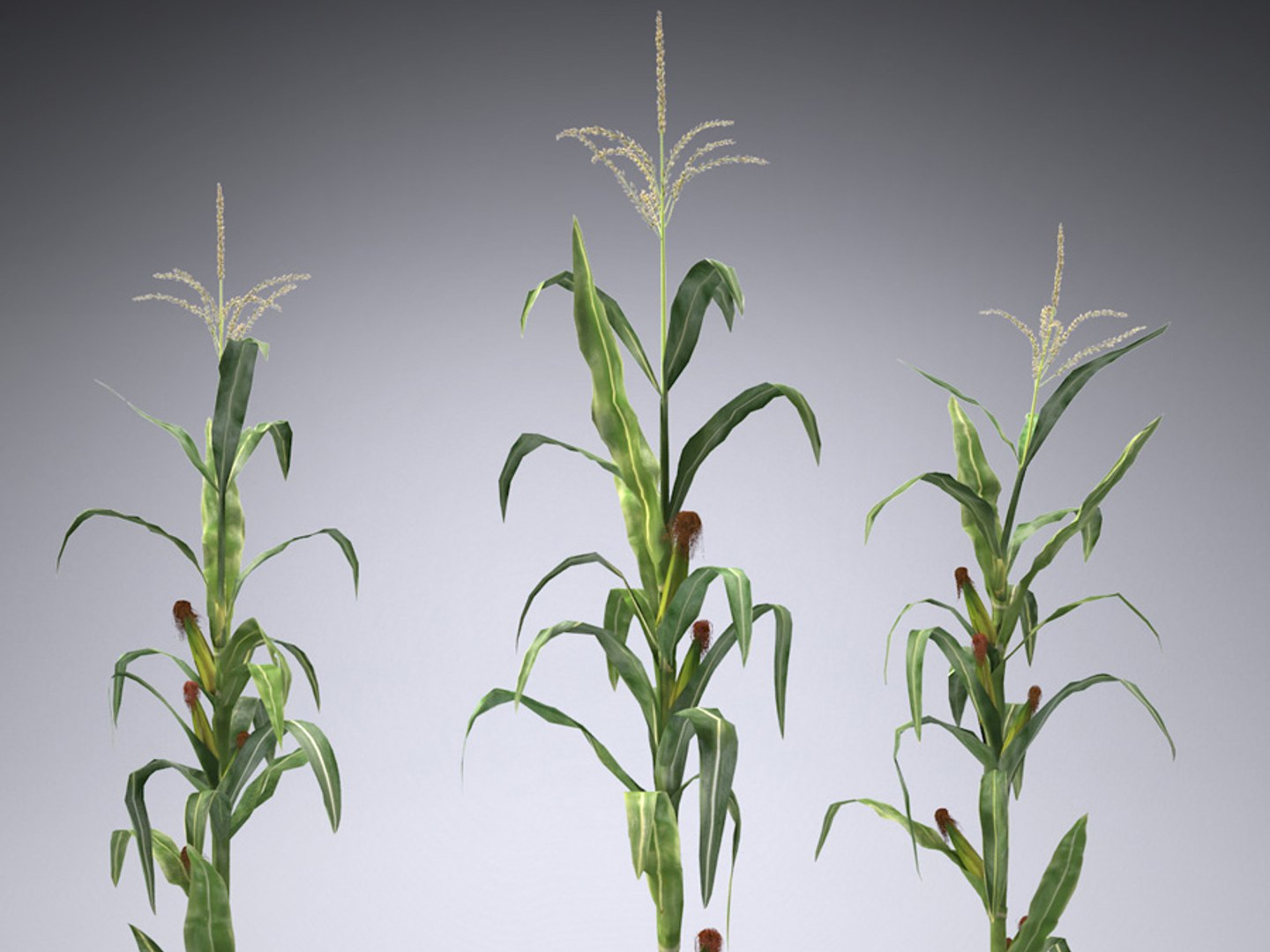 Corn Farm Field 3d Max