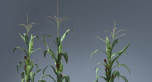 corn farm field 3d max