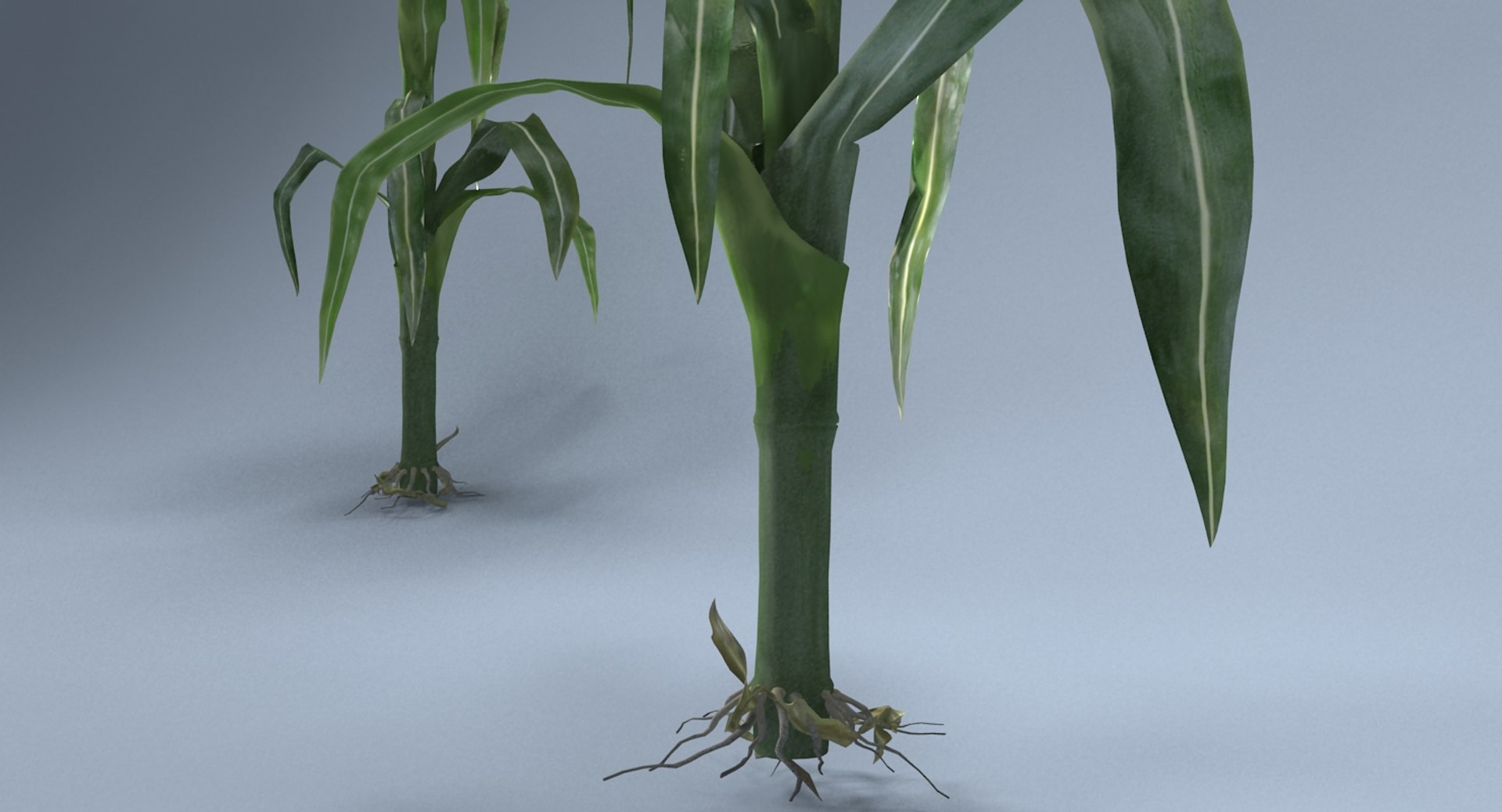 Corn Farm Field 3d Max
