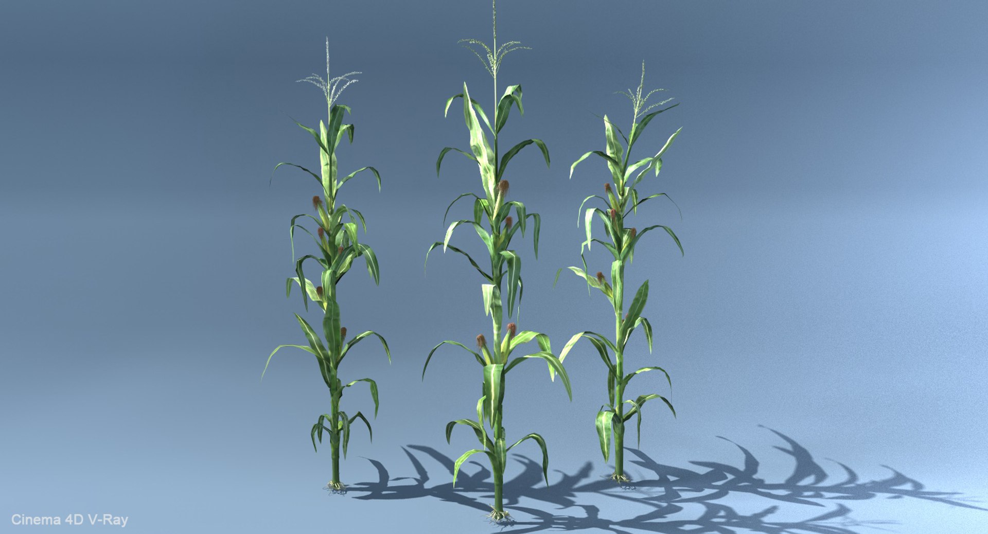 Corn Farm Field 3d Max
