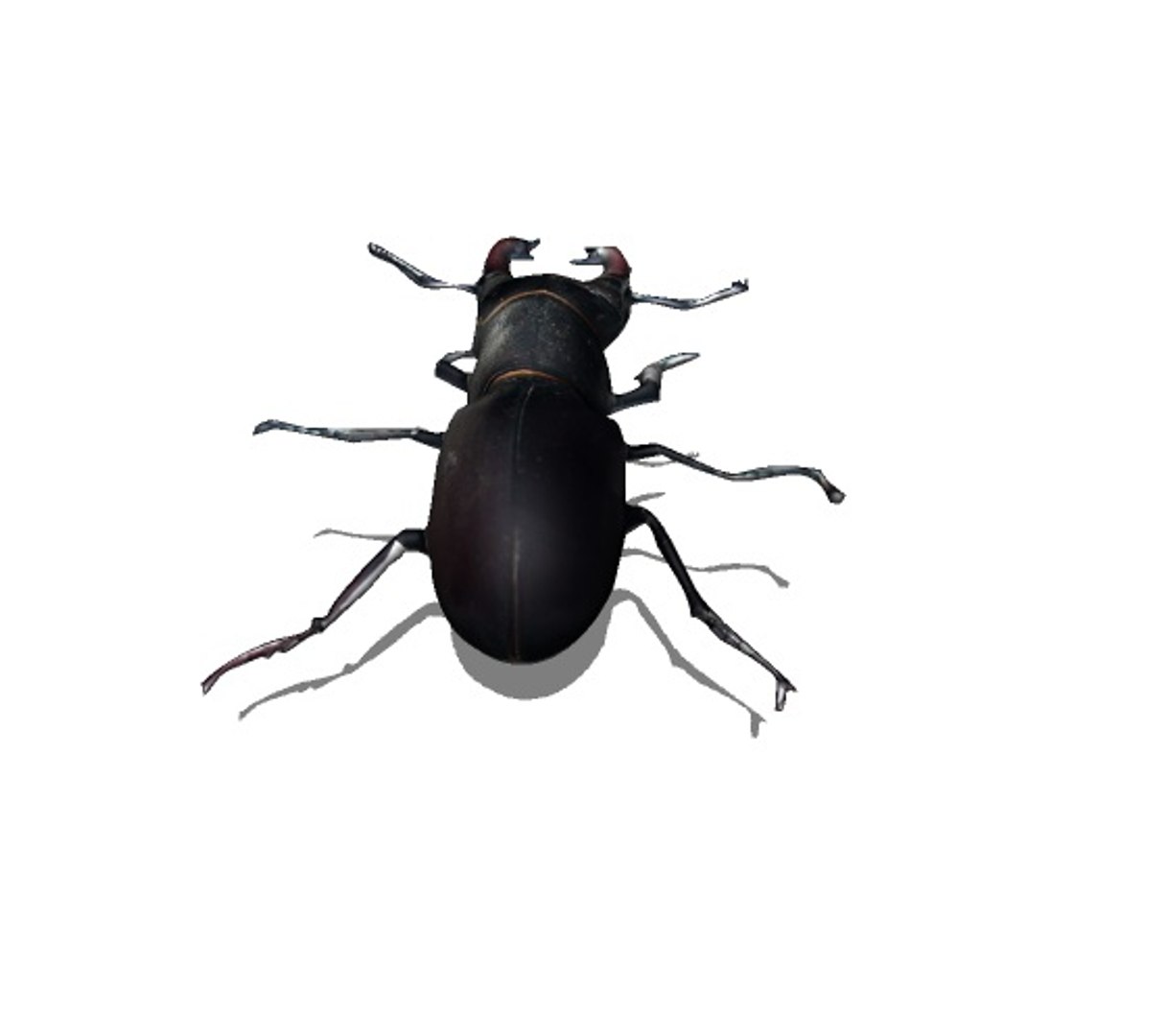 beetle bug 3d model