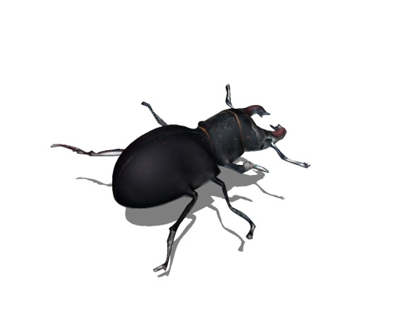beetle bug 3d model