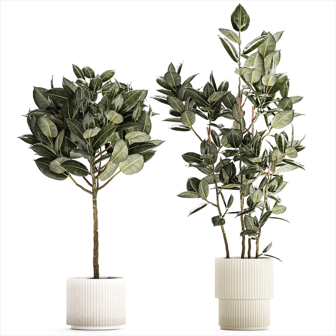 Beautiful Ficus elastica trees in a flower pot 1324 model - TurboSquid ...