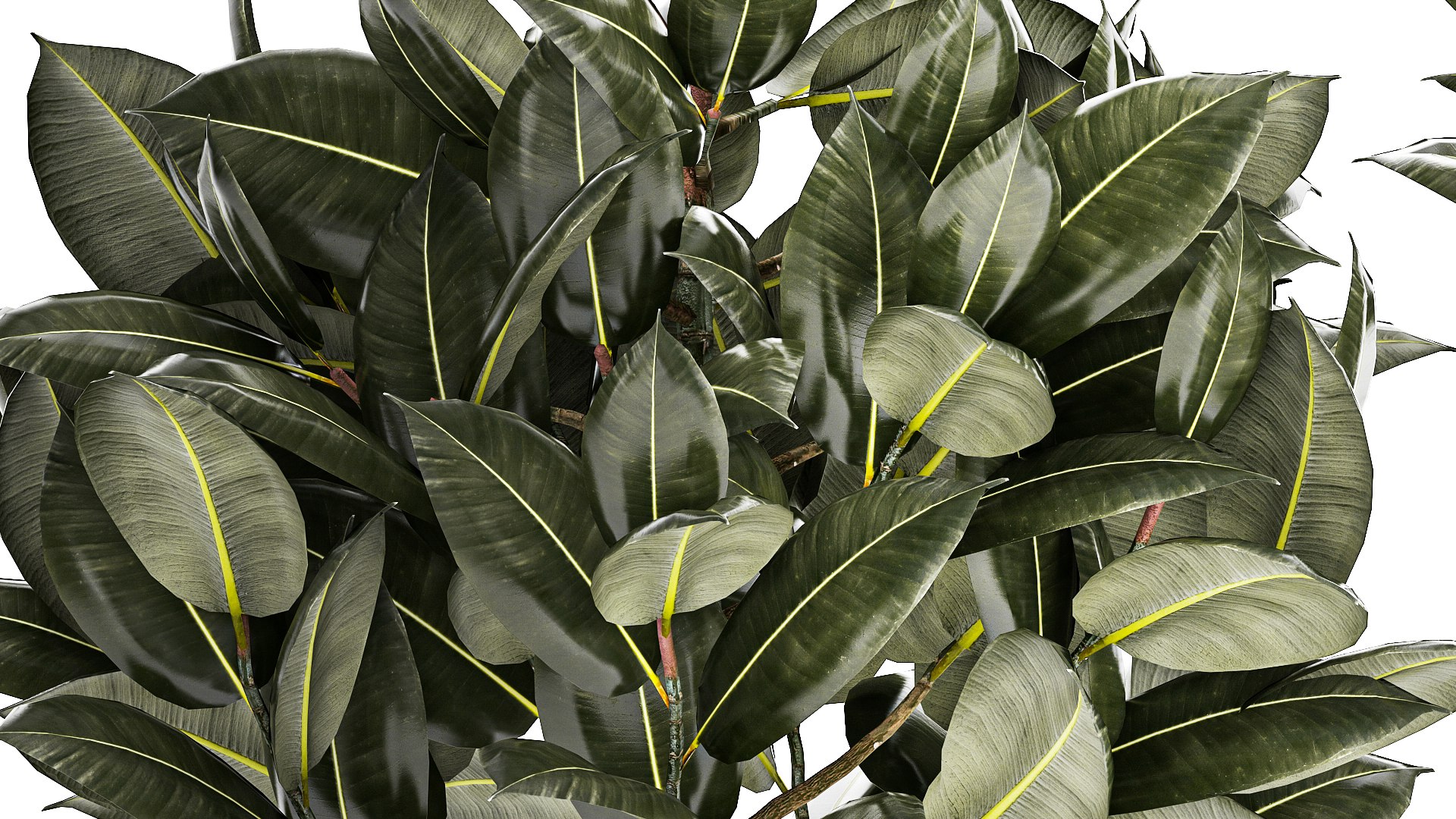 Beautiful Ficus Elastica Trees In A Flower Pot 1324 Model - TurboSquid ...