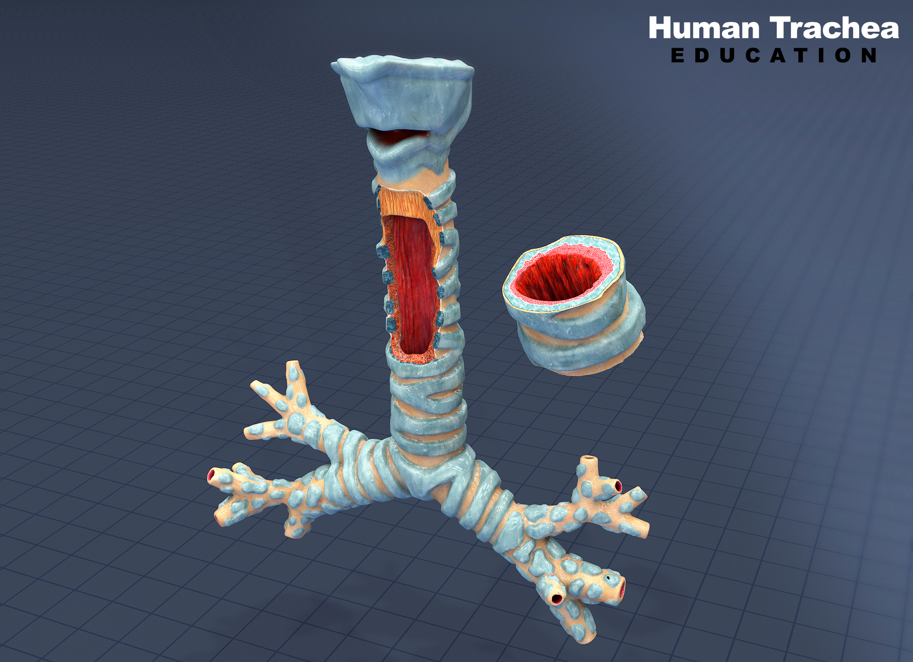 modelo 3d Tráquea humana con textura - TurboSquid 1482879
