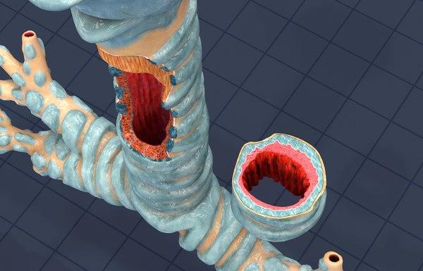 modelo 3d Tráquea humana con textura - TurboSquid 1482879