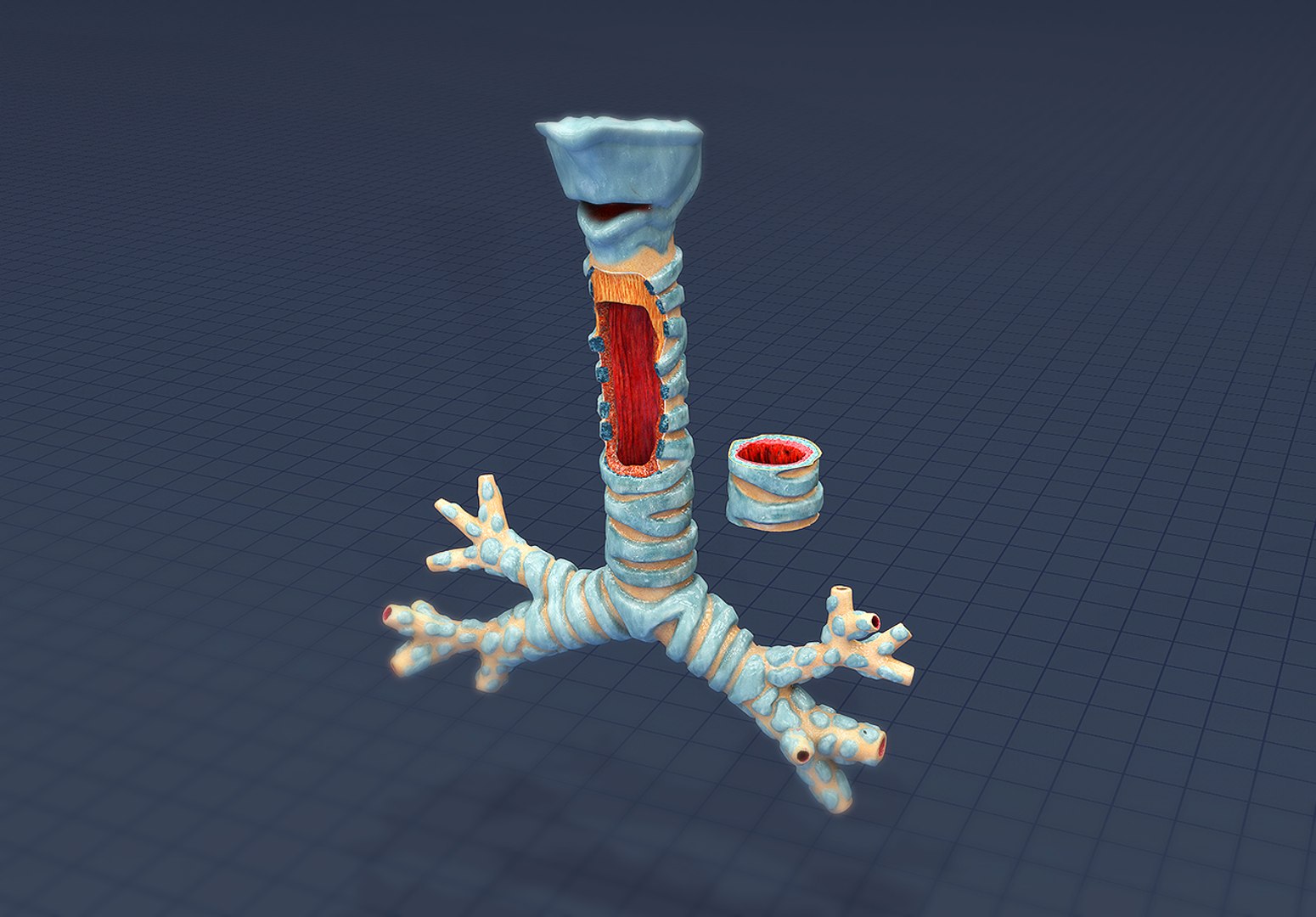 3D Model Human Trachea - TurboSquid 1482879