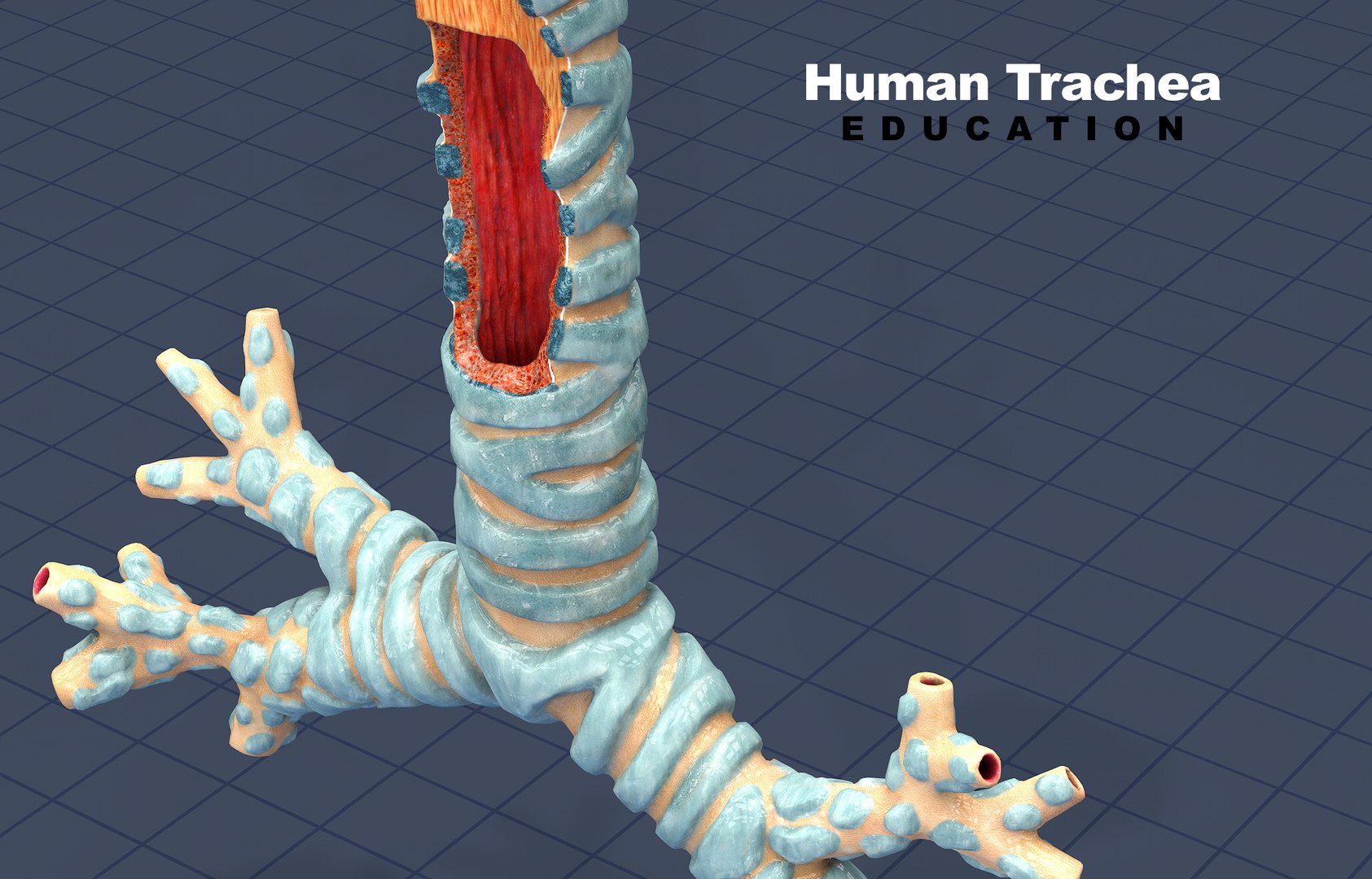 3D Model Human Trachea - TurboSquid 1482879