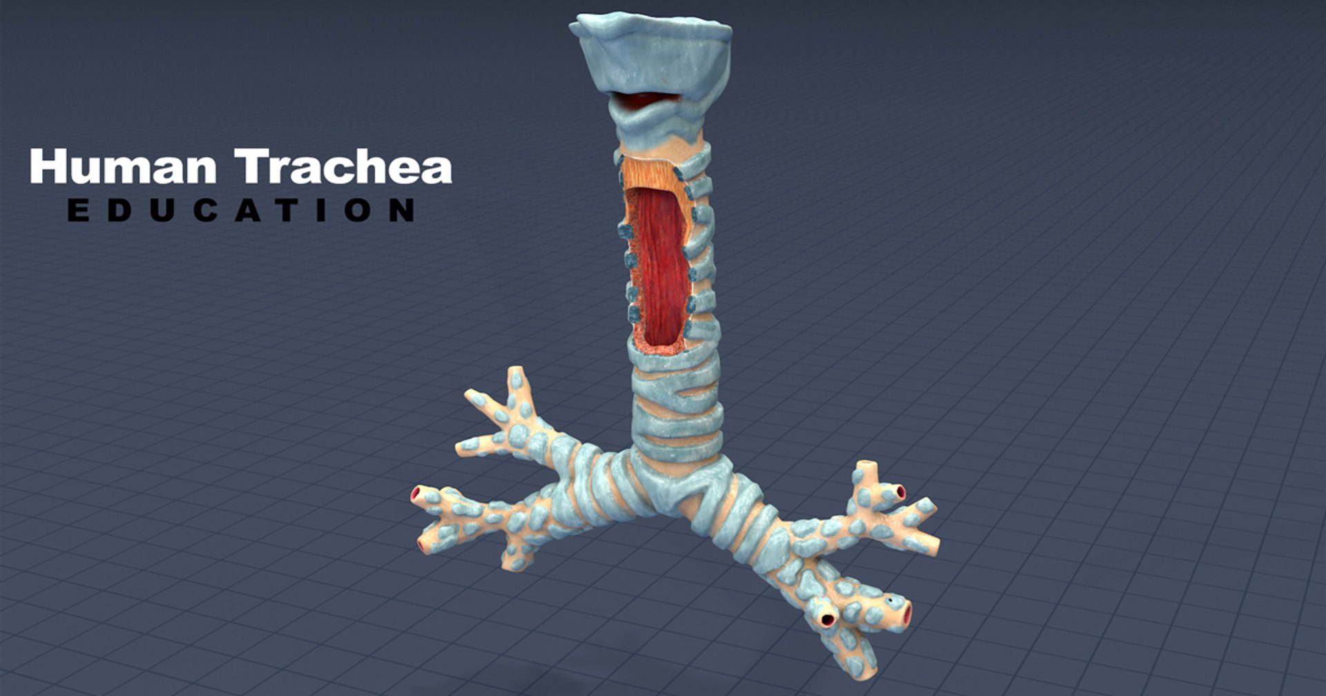 3D Model Human Trachea - TurboSquid 1482879