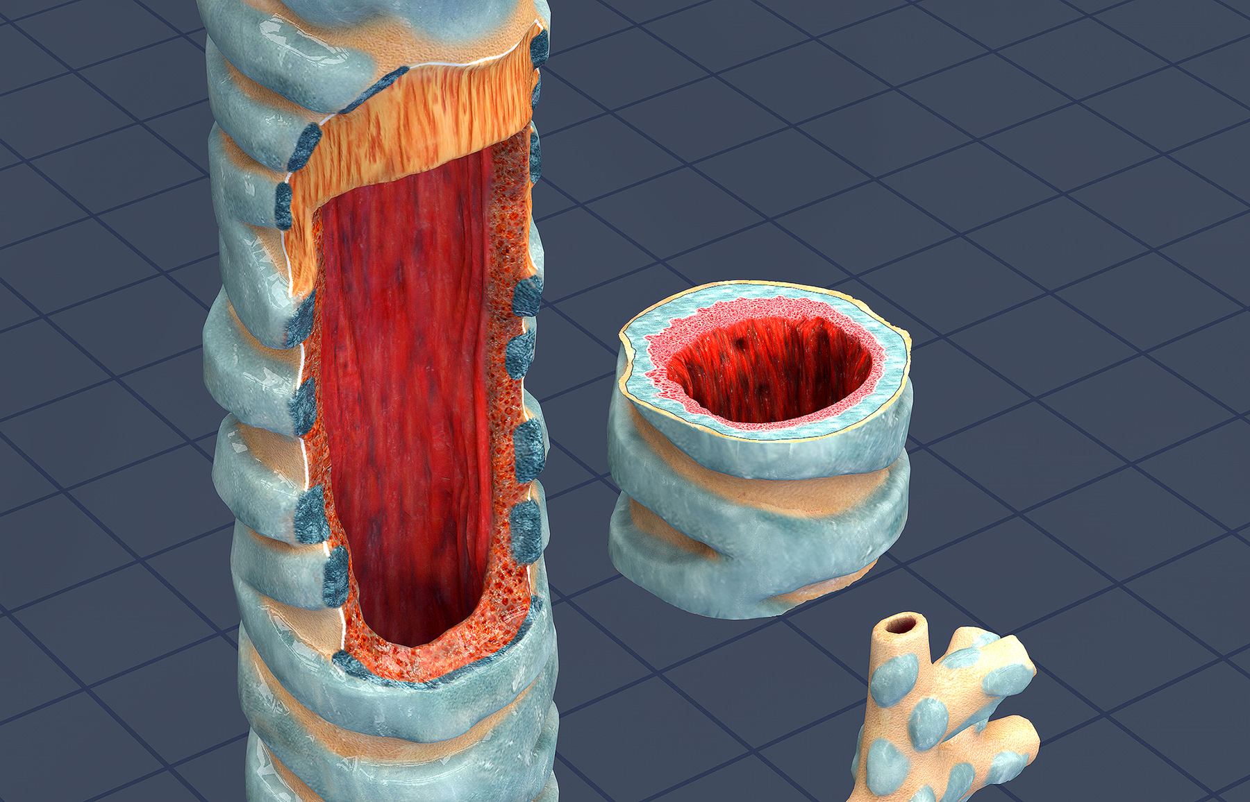 modelo 3d Tráquea humana con textura - TurboSquid 1482879
