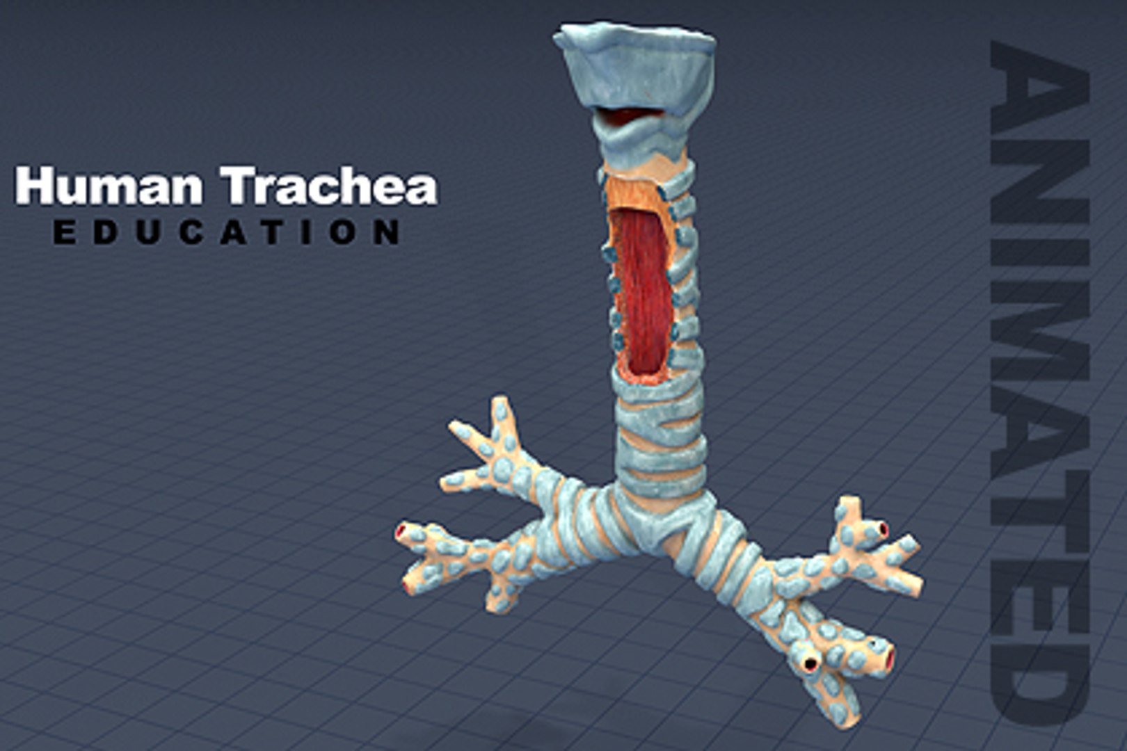 3D Model Human Trachea - TurboSquid 1482879