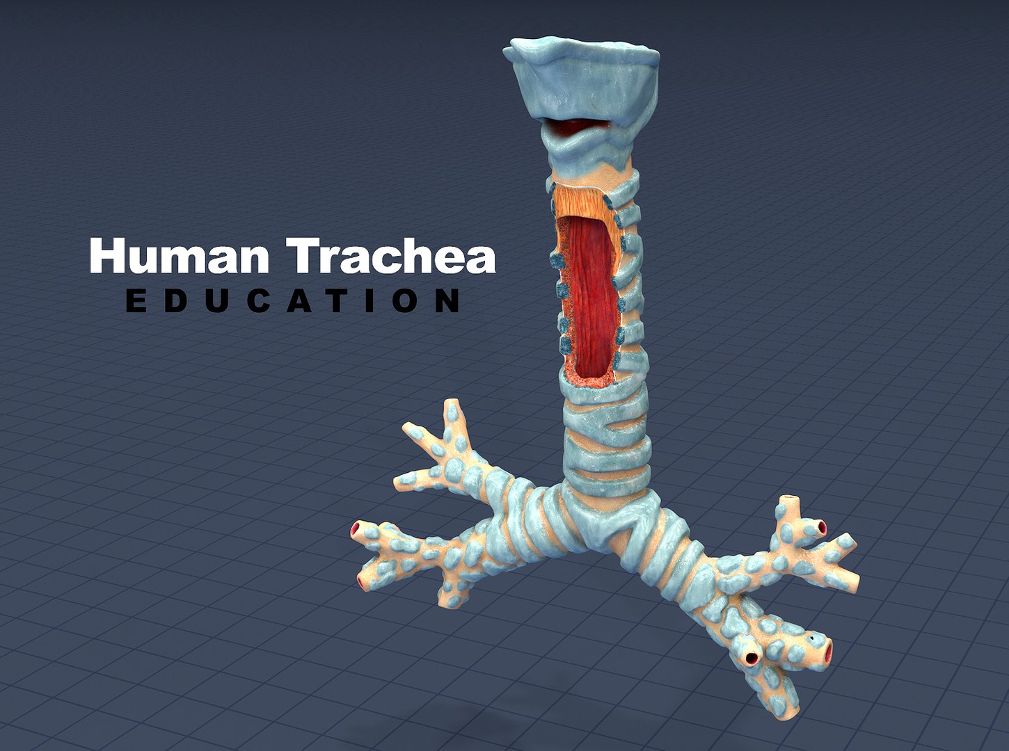 3D Model Human Trachea - TurboSquid 1482879