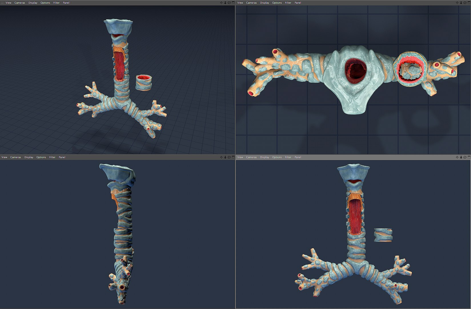 3D Model Human Trachea - TurboSquid 1482879