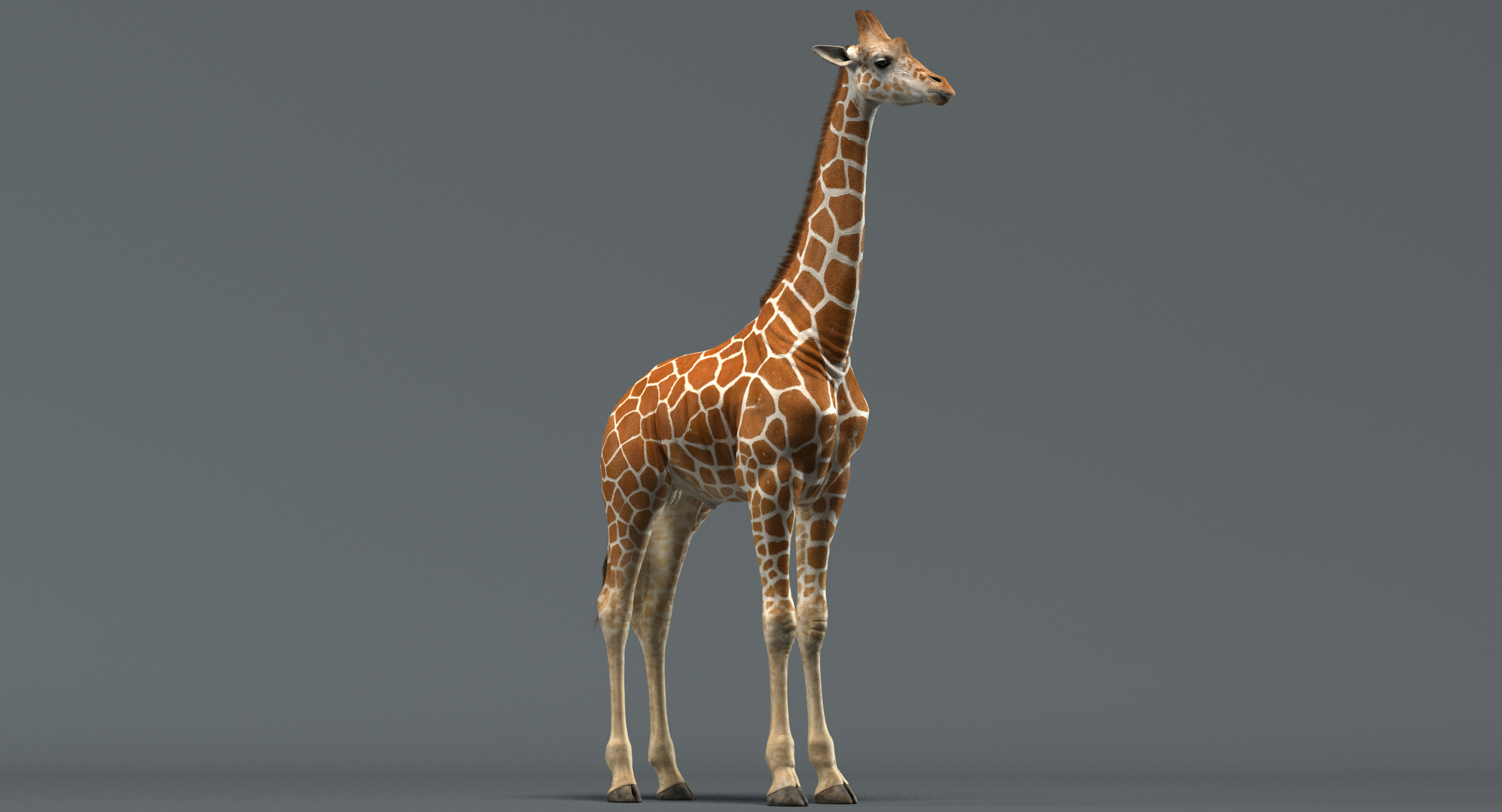 3D realistic giraffe - TurboSquid 1388375