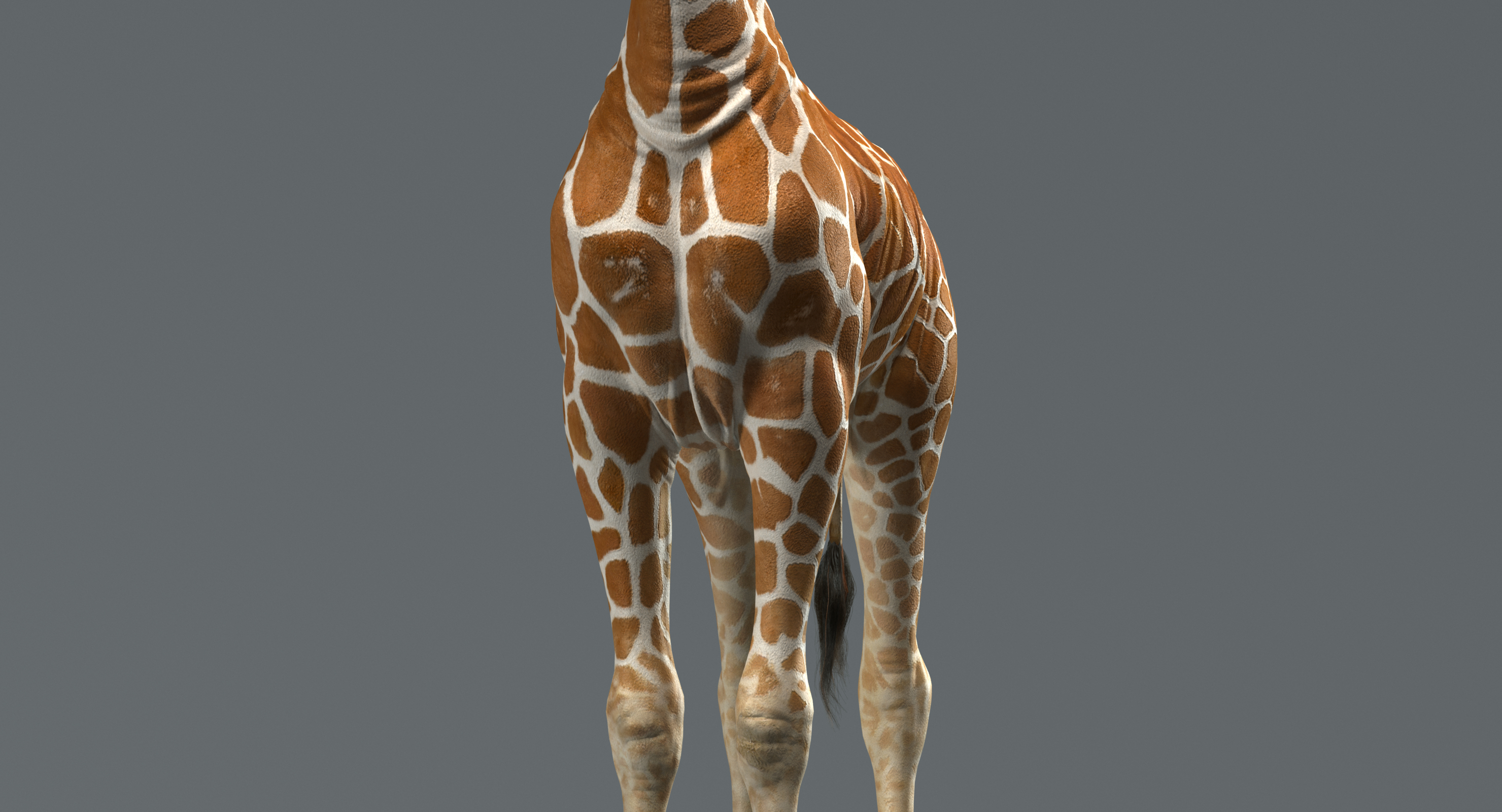 3D realistic giraffe - TurboSquid 1388375