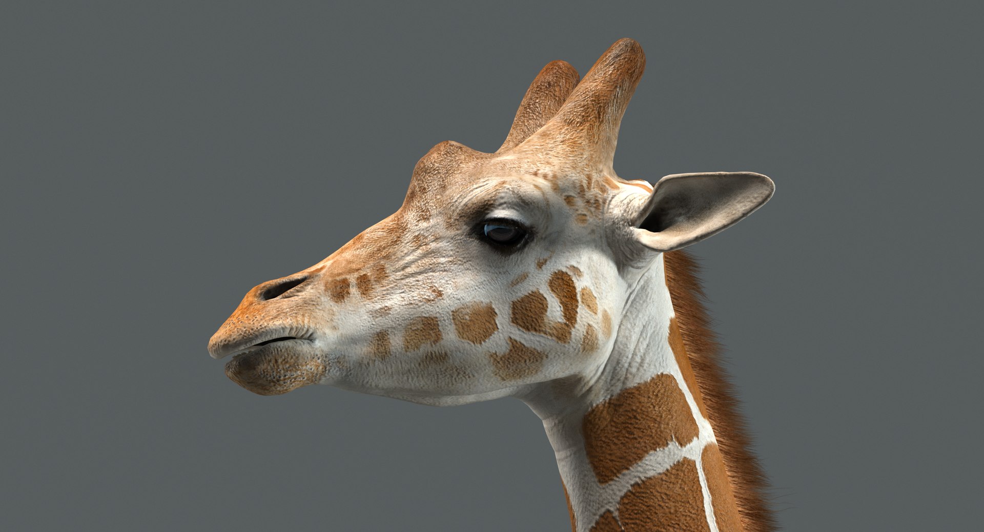 3D realistic giraffe - TurboSquid 1388375