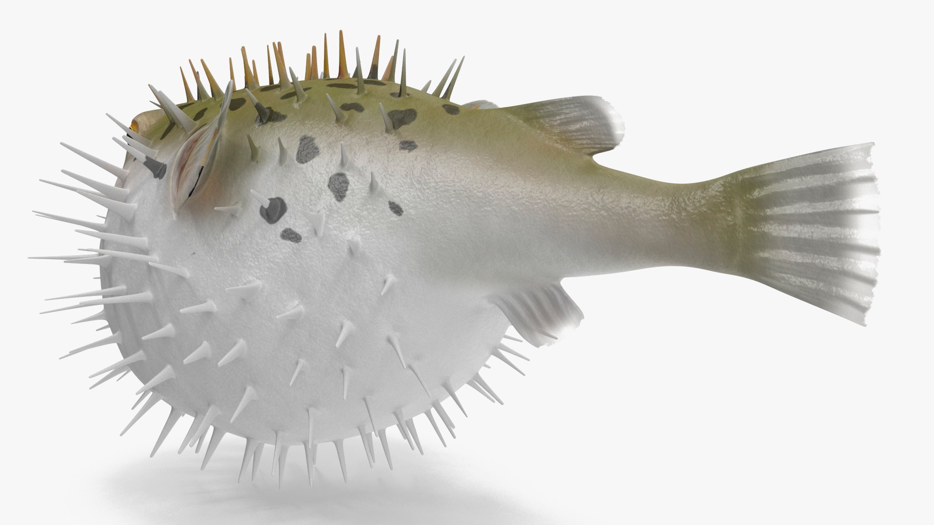 Inflated Puffer Fish 3D Model - TurboSquid 2191745