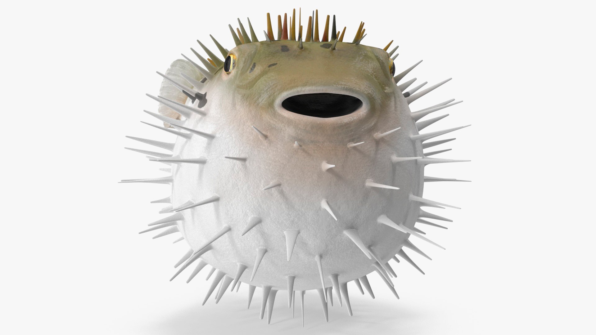 Inflated Puffer Fish 3D Model - TurboSquid 2191745
