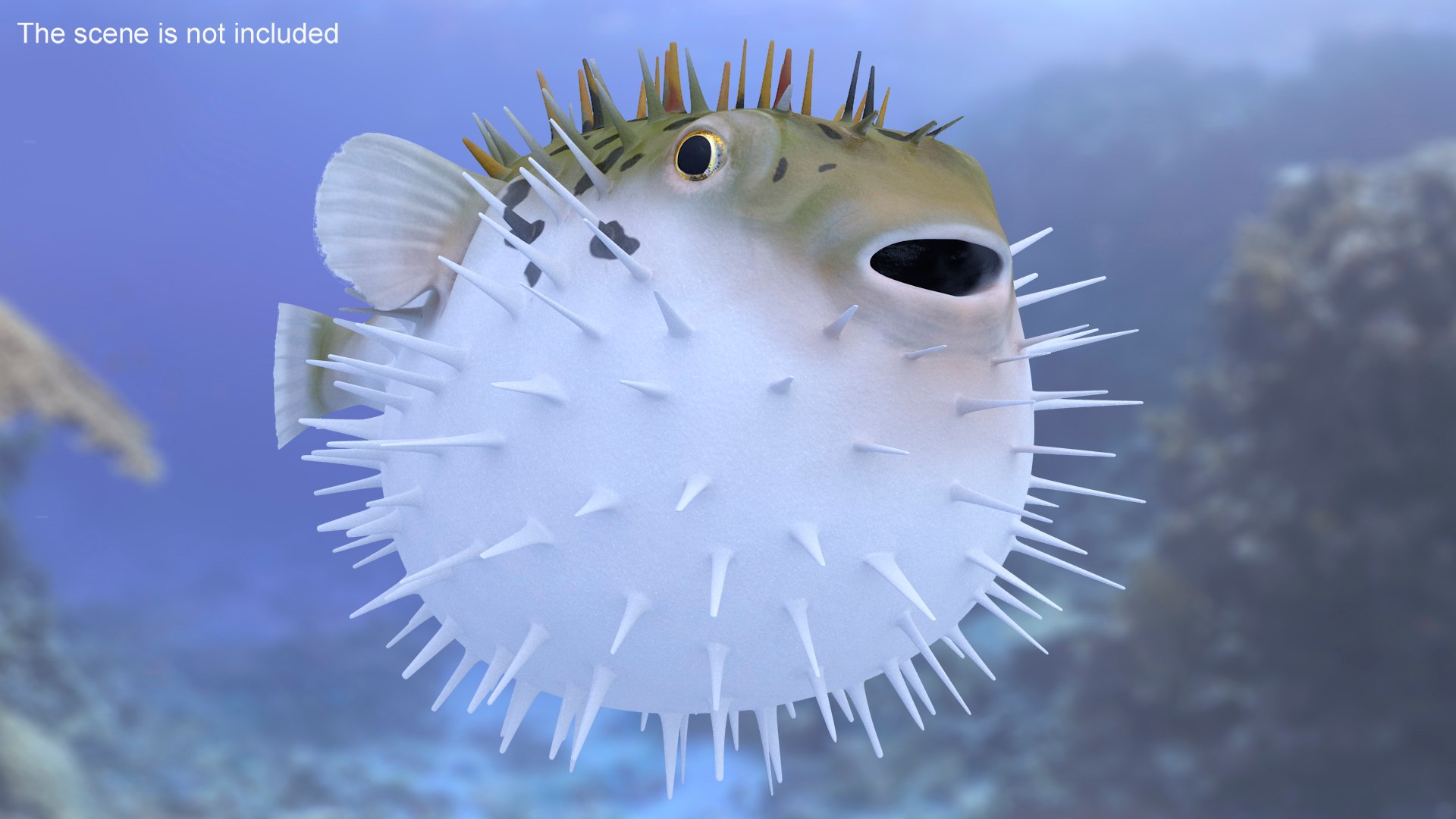 Inflated Puffer Fish 3D Model - TurboSquid 2191745