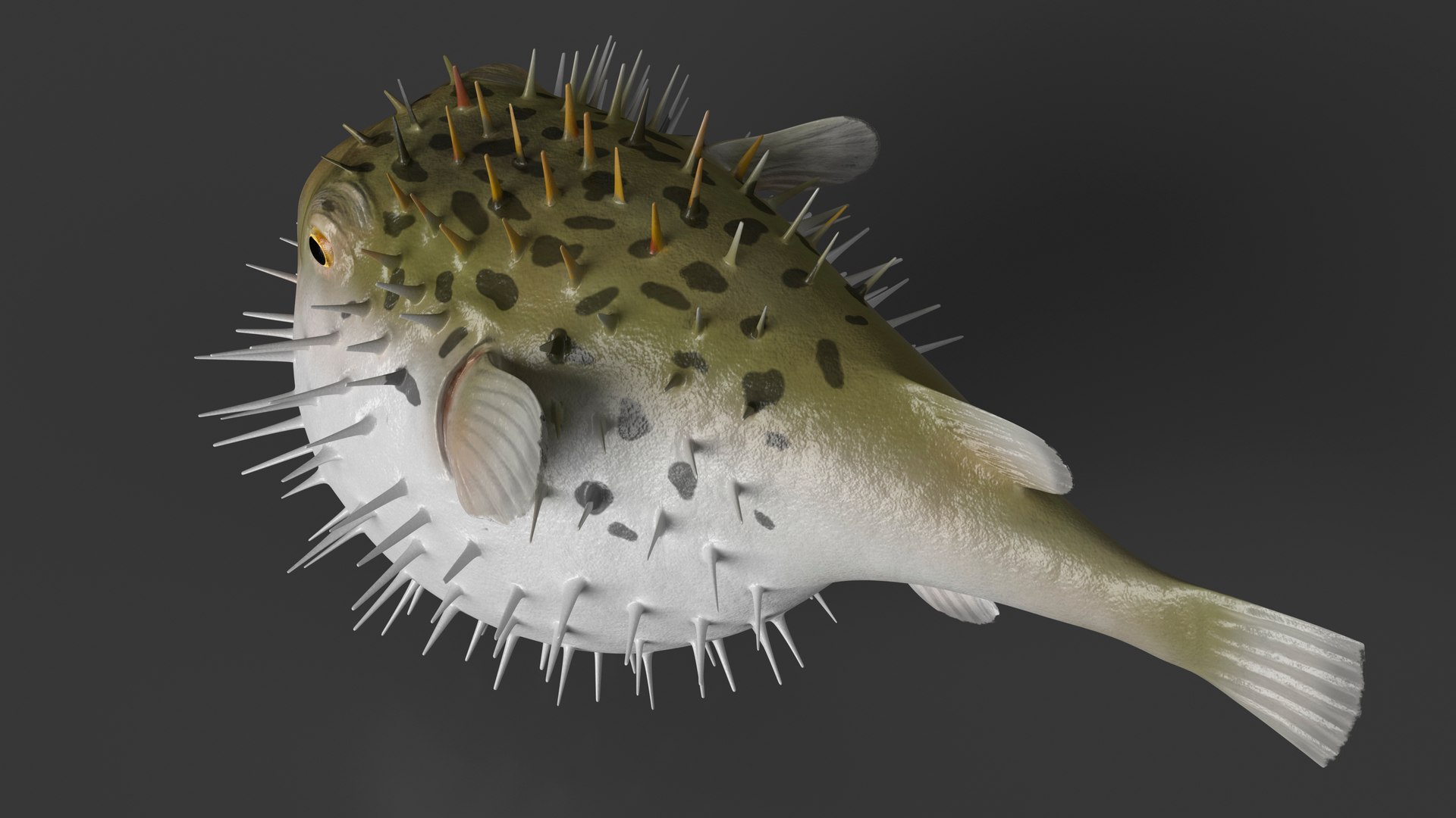Inflated Puffer Fish 3D Model - TurboSquid 2191745