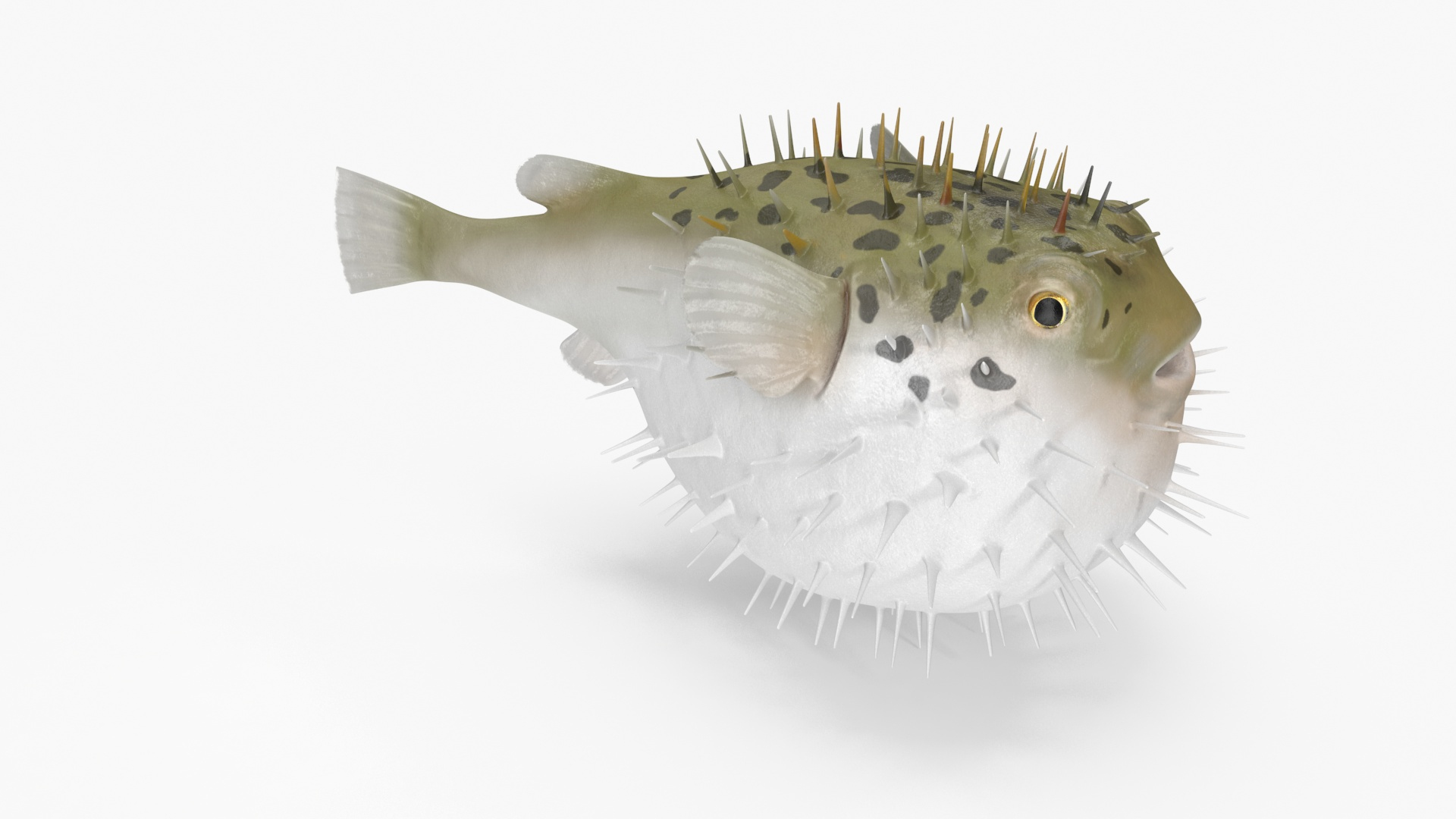 Inflated Puffer Fish 3D Model - TurboSquid 2191745