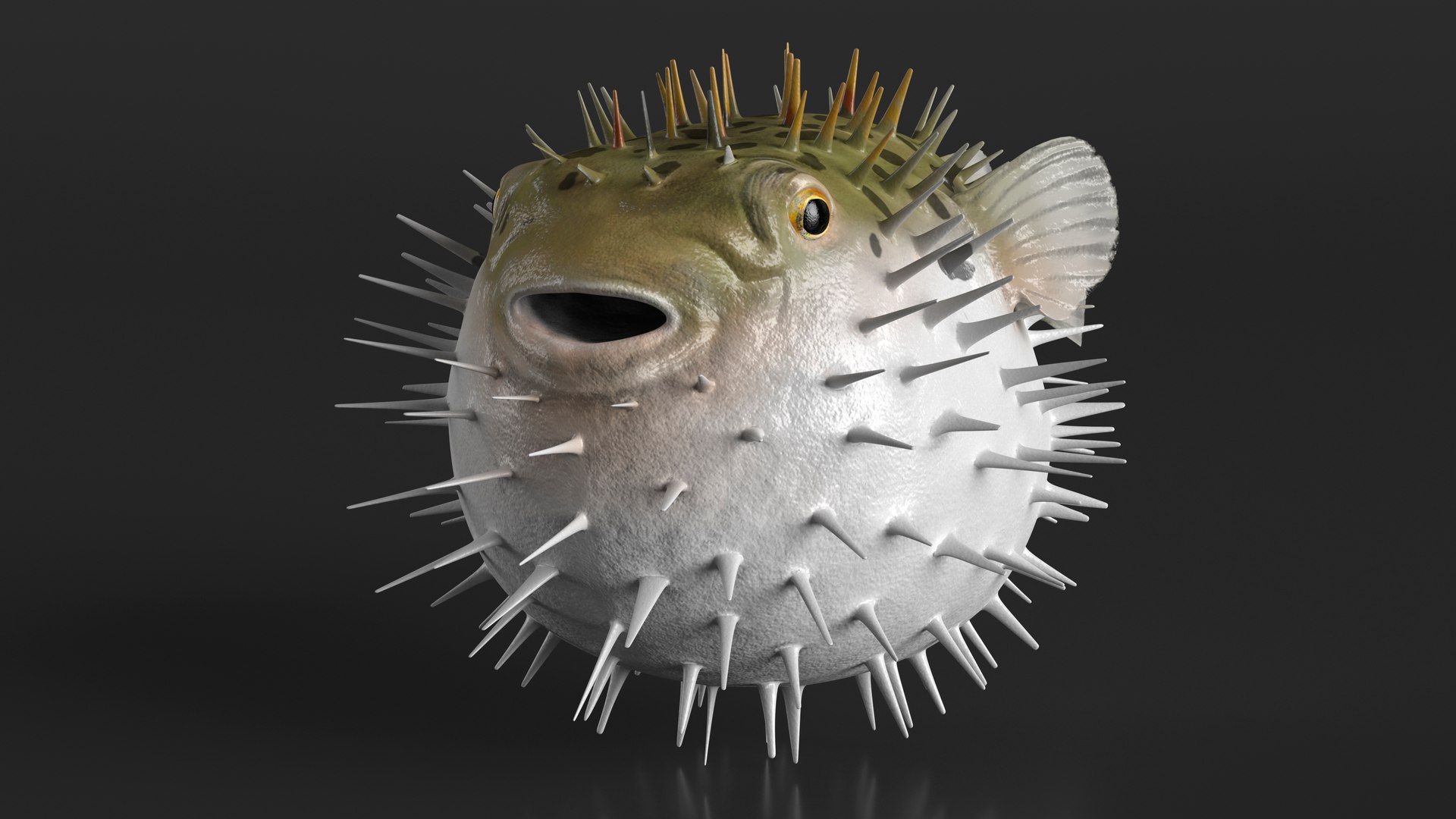 Inflated Puffer Fish 3D Model - TurboSquid 2191745