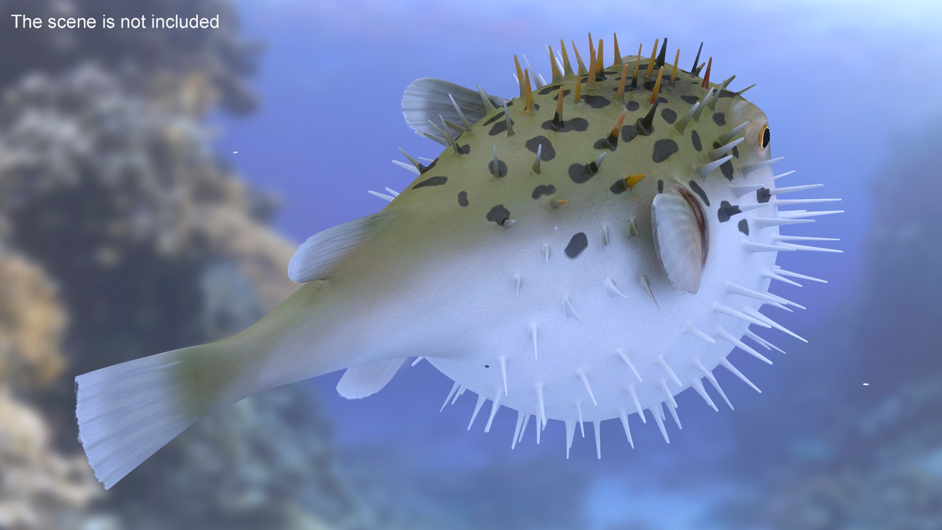 Inflated Puffer Fish 3D Model - TurboSquid 2191745