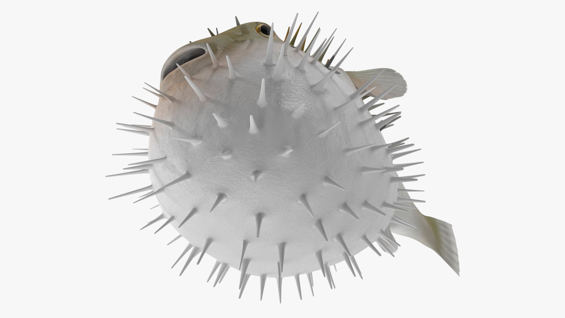 Inflated Puffer Fish 3D Model - TurboSquid 2191745