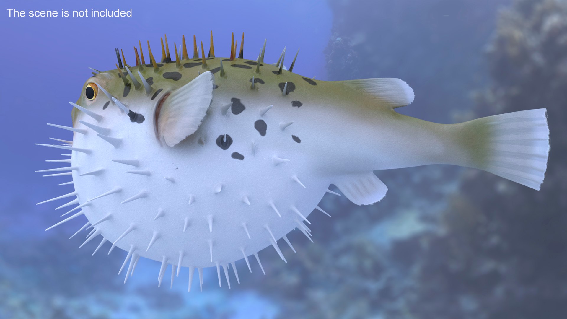Inflated Puffer Fish 3D Model - TurboSquid 2191745