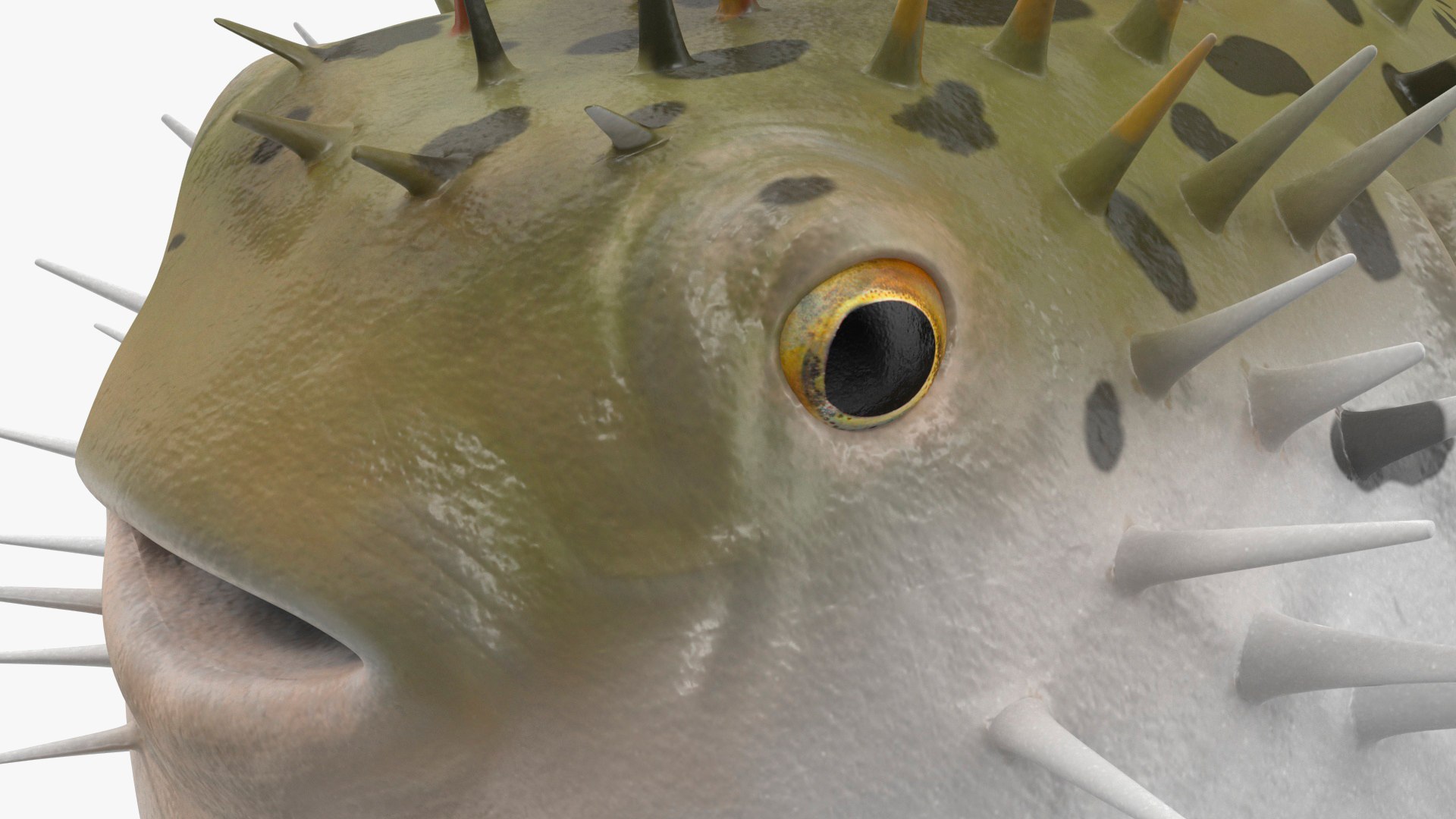 Inflated Puffer Fish 3D Model - TurboSquid 2191745
