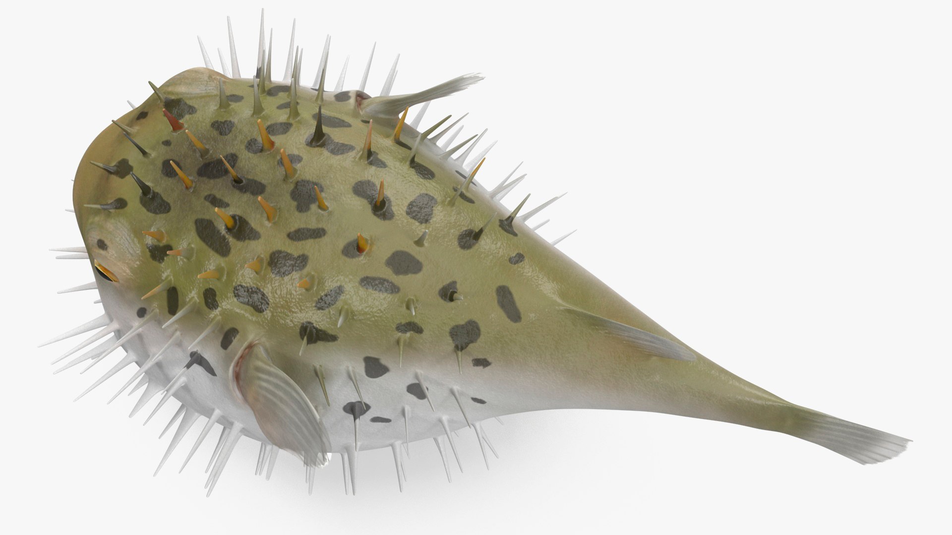 Inflated Puffer Fish 3D Model - TurboSquid 2191745