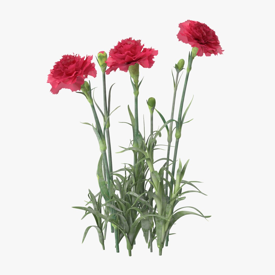 red carnation group