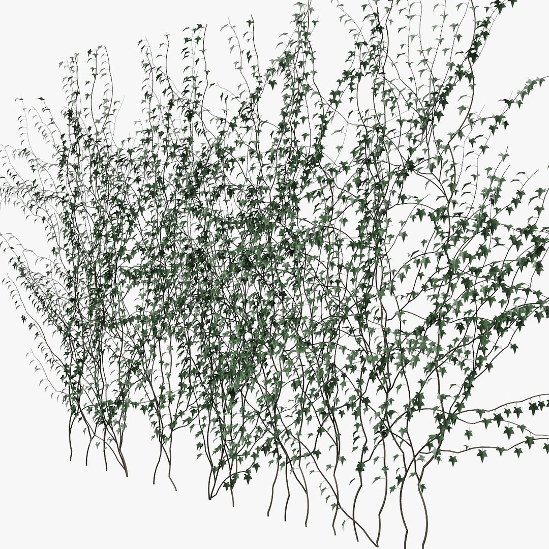 Ivy Wall Model - TurboSquid 1574724