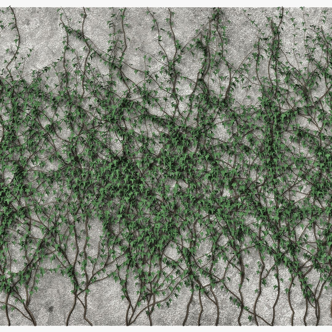 Ivy Wall Model - TurboSquid 1574724