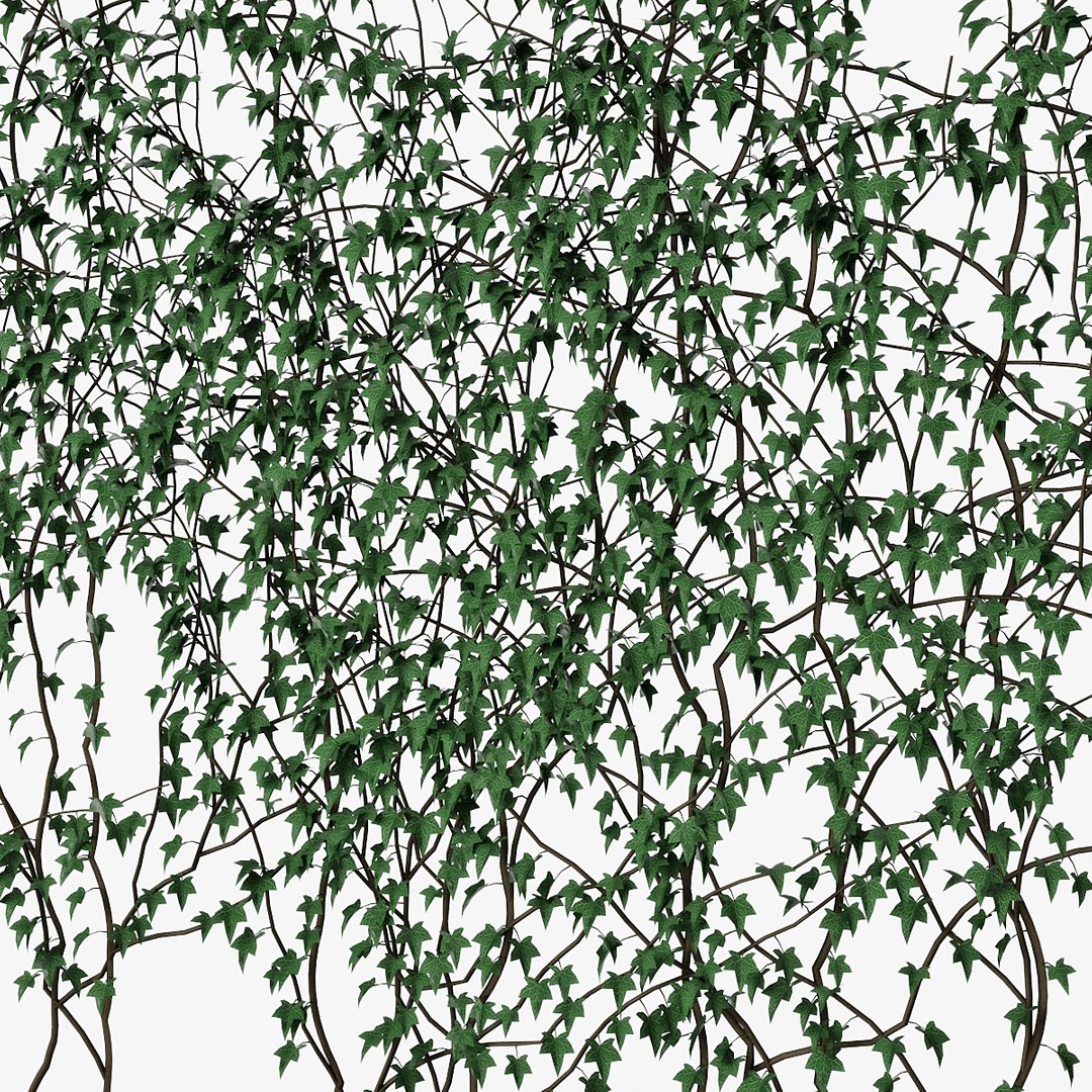 Ivy Wall Model - TurboSquid 1574724