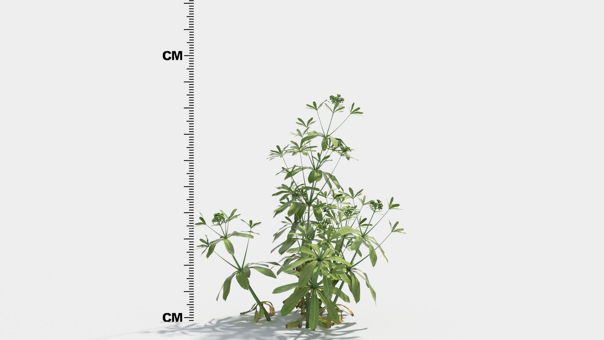 Galium Model - TurboSquid 1961255