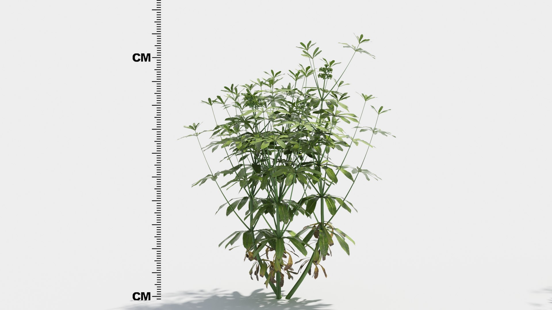 Galium Model - TurboSquid 1961255