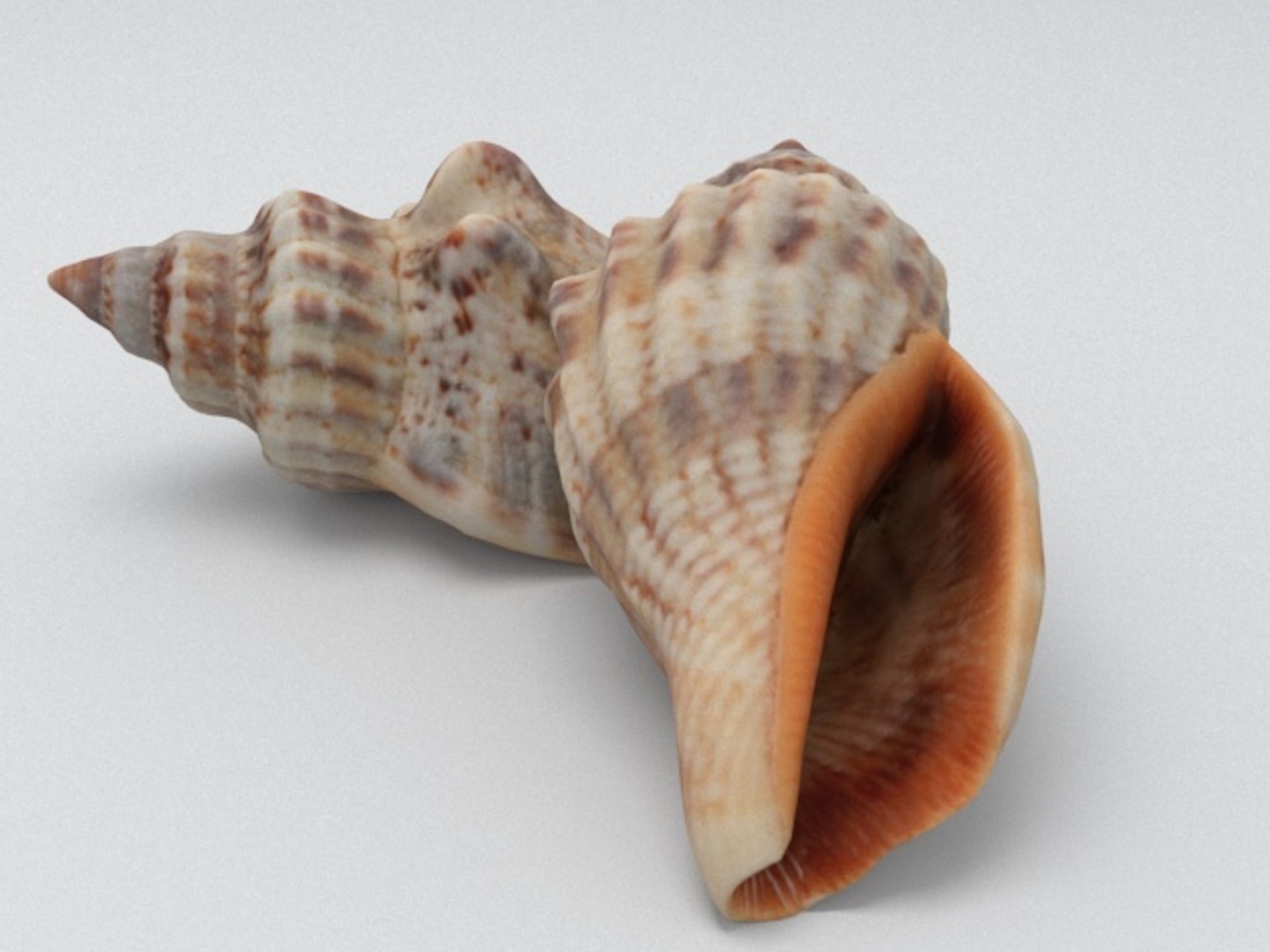3D Angular Seashell - TurboSquid 1420508