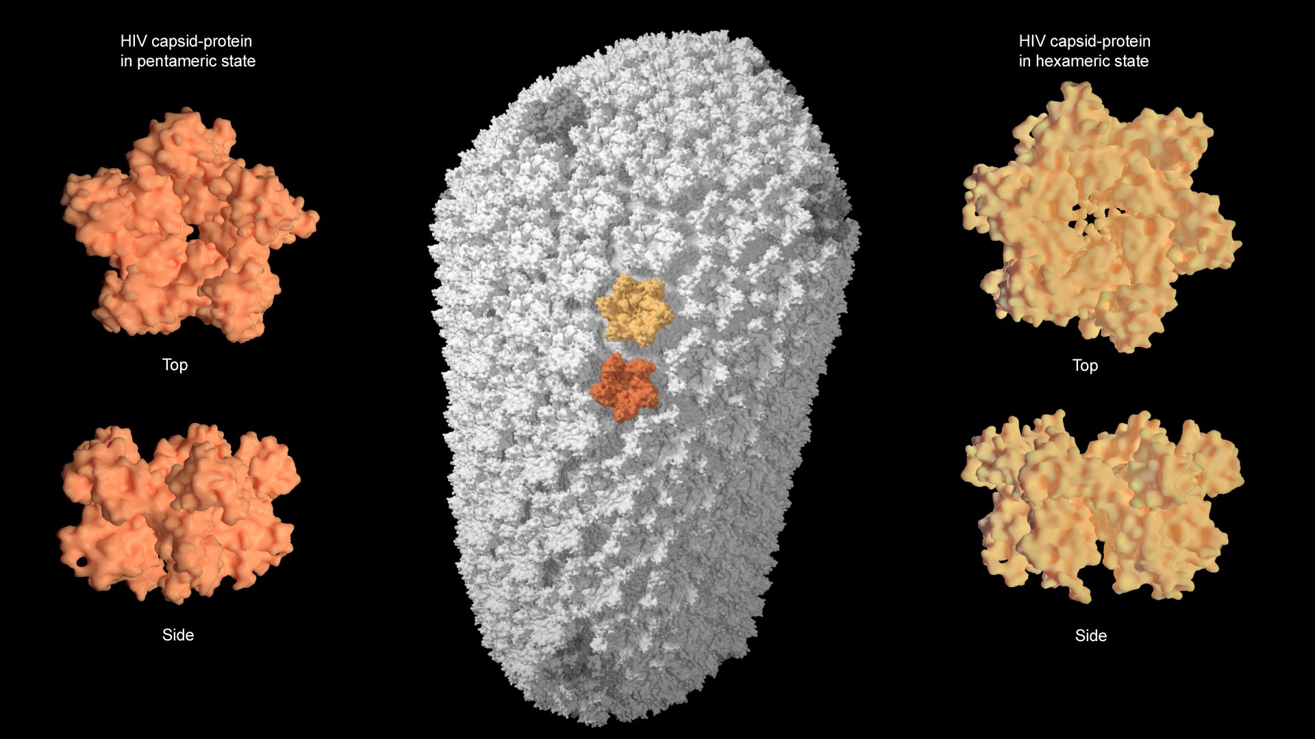 3D HIV Capsid - TurboSquid 2371672