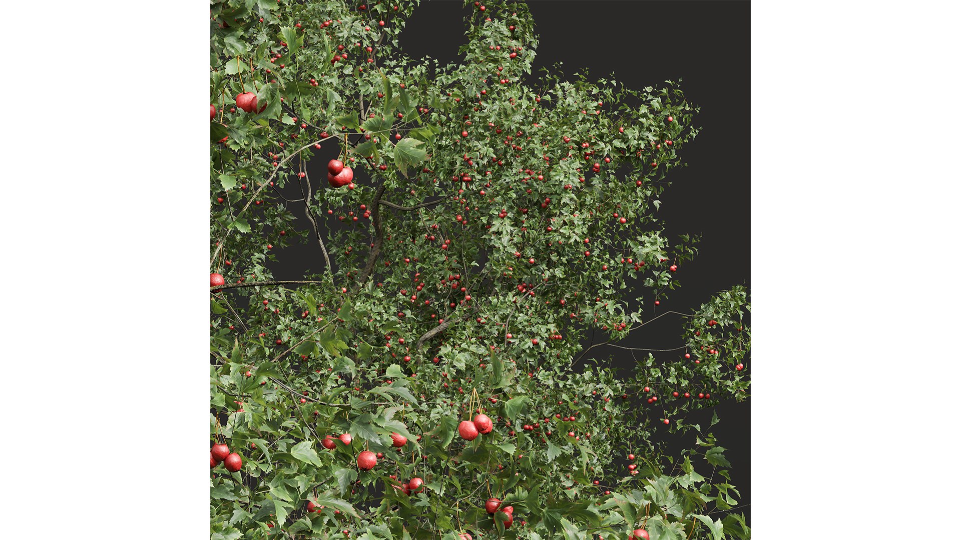 3D New Plant High Detail Crataegus Pinnatifida Hawthorn Model ...